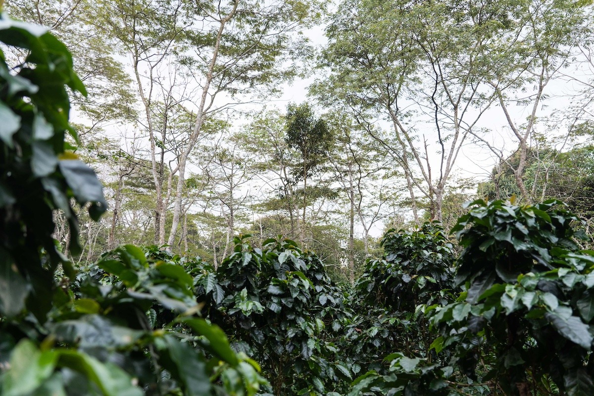 Why biodiversity matters to your daily cup of coffee